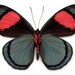 Rare Regal Swallowtail Butterfly Framed Taxidermy Papilio Rex - Etsy