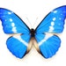 Real XL Metallic Blue Butterfly Framed Taxidermy Morpho - Etsy