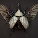 Real Large Western Hercules Beetle Framed Taxidermy - Dynastes Grantii ...