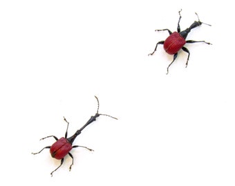 OVERSTOCK: Giraffe Weevils, Trachelophorus Giraffa PAIRS - Etsy