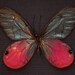 Real Pink Blushing Phantom Butterfly Framed Taxidermy Cithaerias Pireta ...