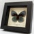Rare Blue Skipper Butterfly Framed Taxidermy Phocides Perillus - Etsy