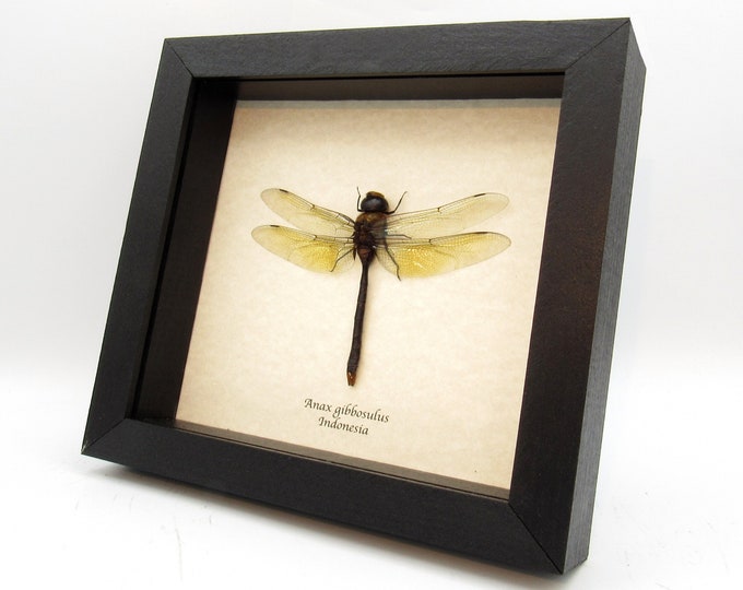 Real Giant Darner Dragonfly Taxidermy Anax Gibbosulus - Etsy
