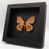 Real Lavender Butterfly Framed Taxidermy - Moduza Lycone - Etsy