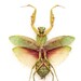Real Giant Hooded Leaf Mantis Framed Taxidermy - Rhombodera Javana ...