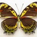 Rare Black Peacock Butterfly Framed Taxidermy Papilio Dehaani ...