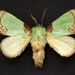 Real Kite Butterfly Framed Taxidermy Protographium Leucaspis Victorian ...