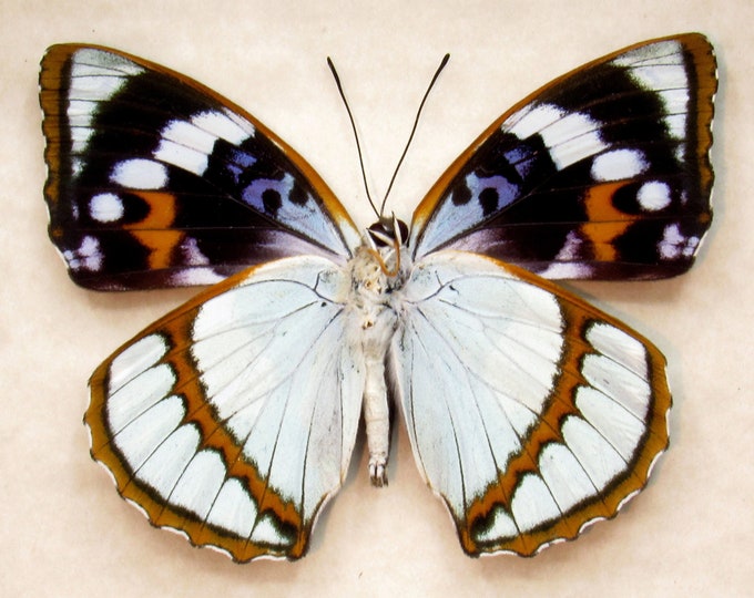 Real Purple Butterfly Framed Taxidermy Mimathyma Schrenkii - Etsy