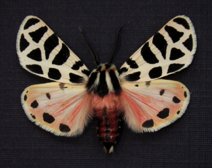 Rare Pink Tiger Moth Framed Taxidermy Grammia Incorrupta - Etsy