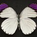 Real Purple Tip Butterfly Framed Taxidermy Colotis Regina - Etsy