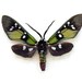 Rare Metallic Green Princely Tiger Moth Framed Taxidermy Chrysocale ...