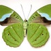 Real Green Olivewing Butterfly Framed Taxidermy Nessaea Hewitsoni - Etsy