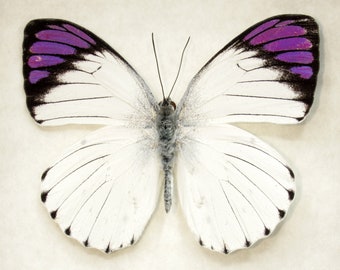 Real Purple Tip Butterfly Framed Taxidermy Colotis Regina | Etsy