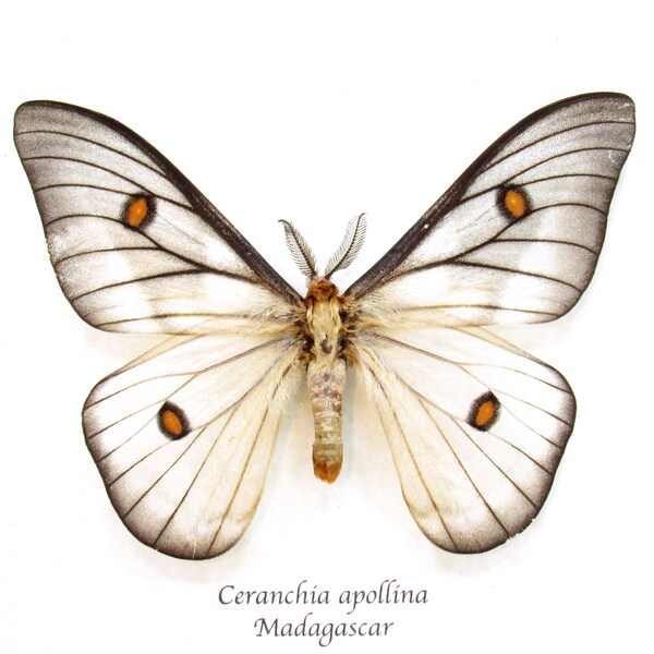 Ghost Silk Moth - Etsy