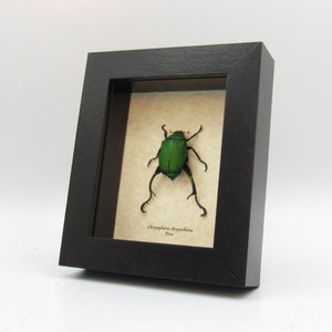 Real Metallic Green Scarab Beetle Framed Taxidermy - Etsy