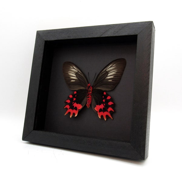 Vampire Butterfly Framed - Etsy