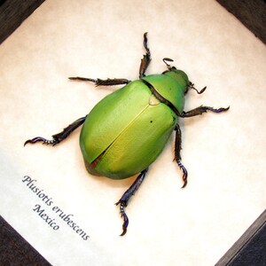 Large Scarab Beetle Framed Taxidermy - Plusiotis Erubescens - Female - Etsy