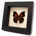 Rare Regal Swallowtail Butterfly Framed Taxidermy Papilio Rex - Etsy
