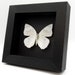 Rare Metallic Blue Framed Taxidermy Butterfly Euptychia Cephus - Etsy