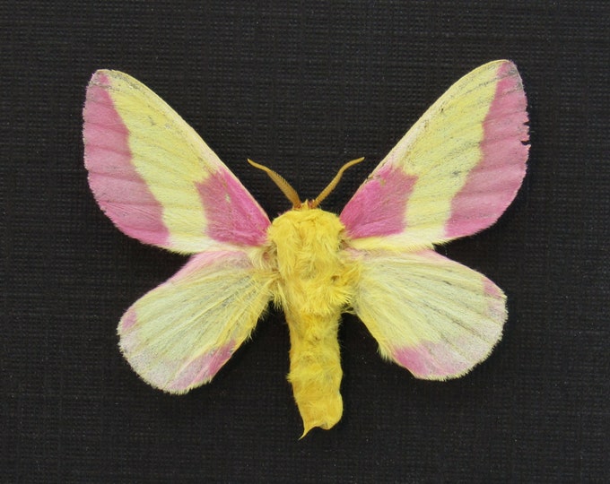 Real Pink Rosy Maple Moth Framed Taxidermy Dryocampa Rubicunda - Etsy