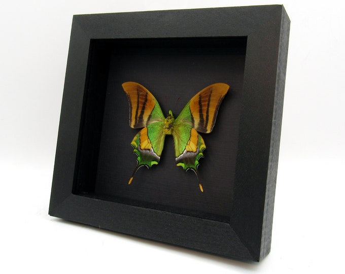 Real Rare Kaiser-i-hind Swallowtail Butterfly Framed Taxidermy ...