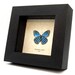Rare Metallic Blue Framed Taxidermy Butterfly - Euptychia Cephus - Etsy