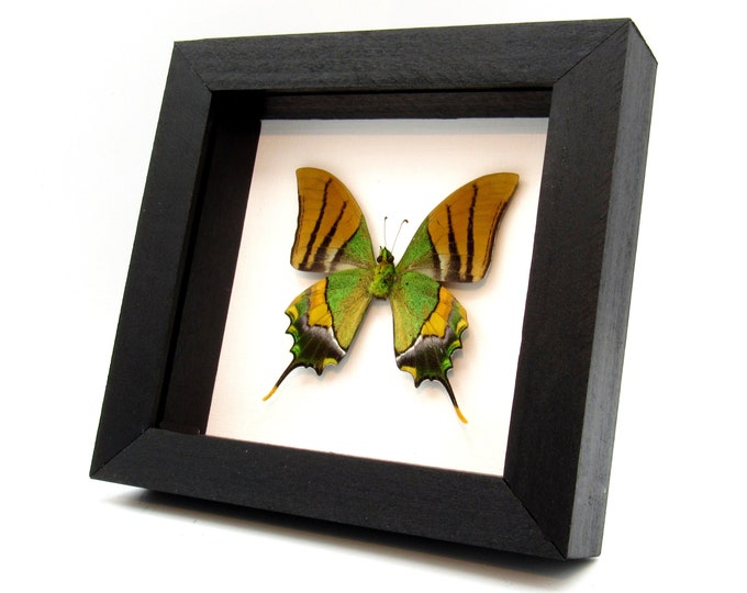 Real Rare Kaiser-i-hind Swallowtail Butterfly Framed - Etsy