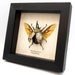 Rare Metallic Green Princely Tiger Moth Framed Taxidermy Chrysocale ...