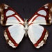 Real Pink Blushing Phantom Butterfly Framed Taxidermy Cithaerias Pireta ...