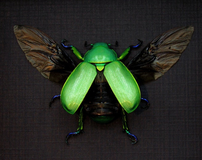 Large Jewel Scarab Beetle Framed Taxidermy Chrysina Woodi - Etsy