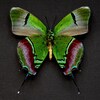 Very Rare Real Blue Cattleheart Butterfly Framed Taxidermy - Parides ...