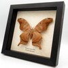 Rare Forester Butterfly Framed Taxidermy Euphaedra Janetta - Etsy