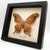 Rare Forester Butterfly Framed Taxidermy Euphaedra Janetta - Etsy