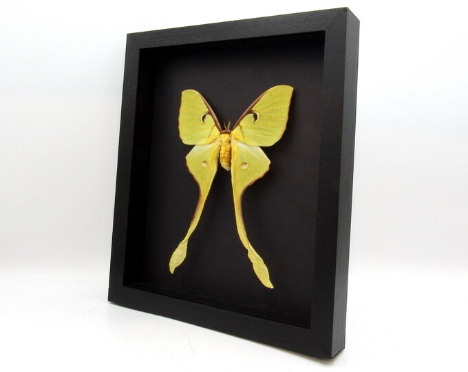 Real Giant Malaysian Moon Moth Framed Taxidermy Actias Etsy Real Giant Malaysian Moon Moth Framed Taxidermy Actias Etsy