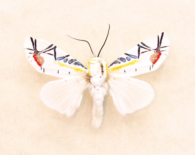 Rare Metallic Picasso Moth Framed Taxidermy Baorisa Hieroglyphica - Etsy