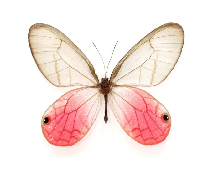 Real Pink Blushing Phantom Butterfly Framed Taxidermy - Etsy