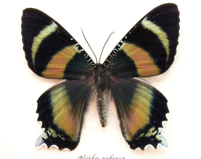 Rare Framed Zodiac Moth Taxidermy Alcides Zodiaca Pink - Etsy