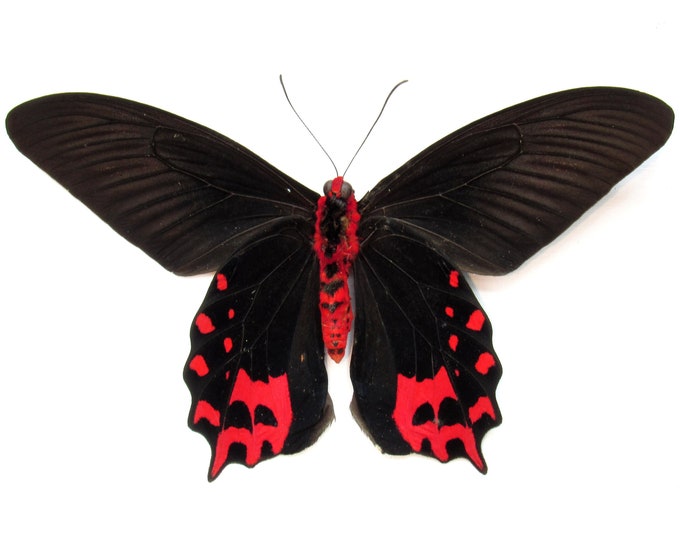 Real Vampire Butterfly Framed Taxidermy Atrophaneura Semperi - Etsy