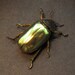 Real Gold Metallic Jewel Beetle - Chrysina Resplendens - Etsy