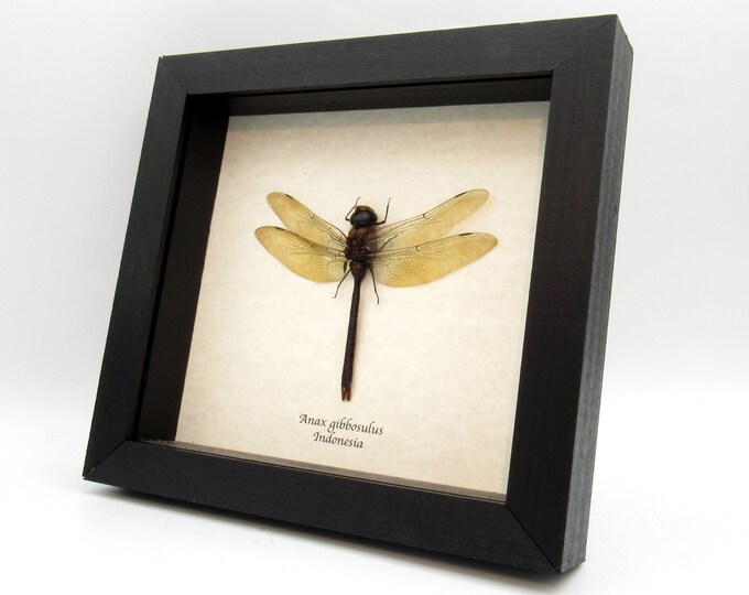Real Giant Darner Dragonfly Taxidermy Anax Gibbosulus | Etsy