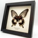 Real Cramer's 88 Butterfly Framed Taxidermy Diaethria Clymena - Etsy