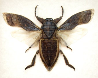 Giant Water Bug Taxidermy - Etsy