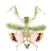 Rare Framed Pink Umbrella Mantis Taxidermy - Caliris Elegans - Female ...