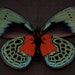 Real Blood Red Butterfly Framed Taxidermy Asterope Optima - Etsy