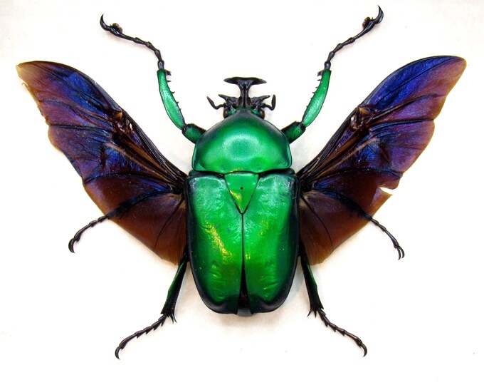 Large Green African Scarab Beetle Framed Taxidermy - Etsy