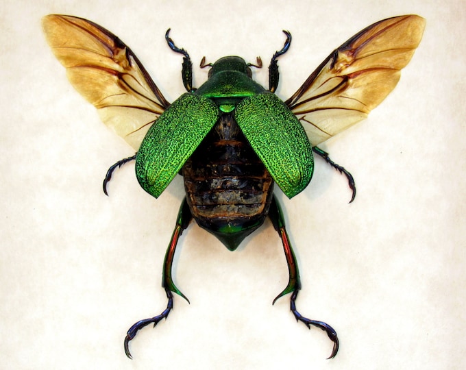 Real Metallic Green Frog Scarab Beetle Framed Taxidermy | Etsy