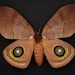 Very Rare Hybrid Snow Apollo Butterfly Framed Taxidermy Parnassius ...