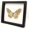 Real Clearwing Swallowtail Butterfly Framed Taxidermy Cressida Cressida ...