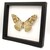 Real Clearwing Swallowtail Butterfly Framed Taxidermy Cressida Cressida ...