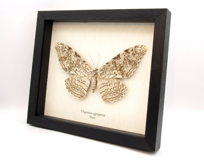Real Giant White Witch Moth Framed Taxidermy Thysania Agrippina 7.55 ...